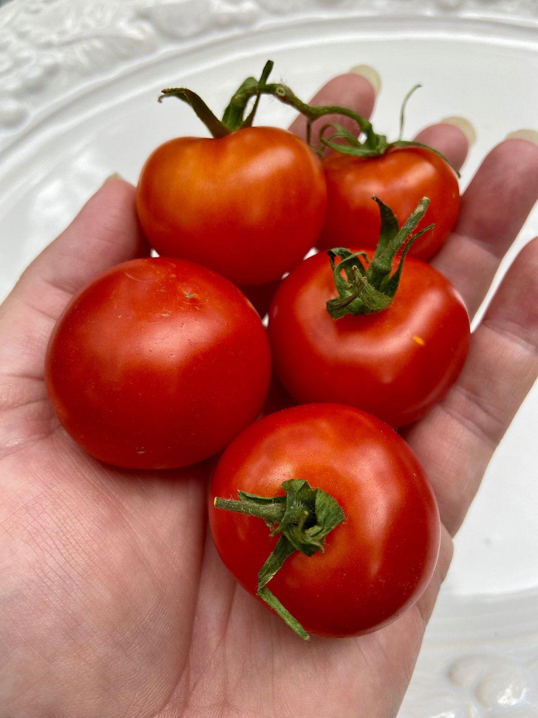 Alaska Tomato (heirloom) Seeds - Etsy