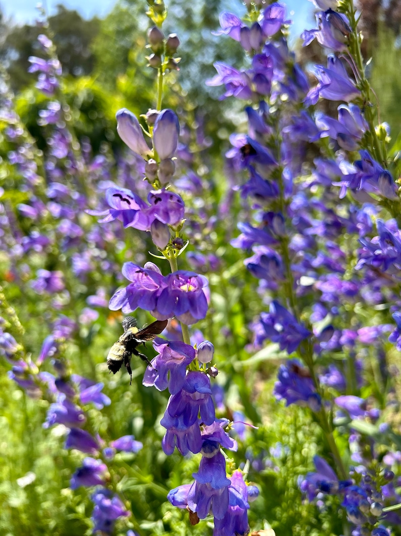 Rocky Mountain Penstemon Flower (penstemon Strictus) Seeds - Etsy
