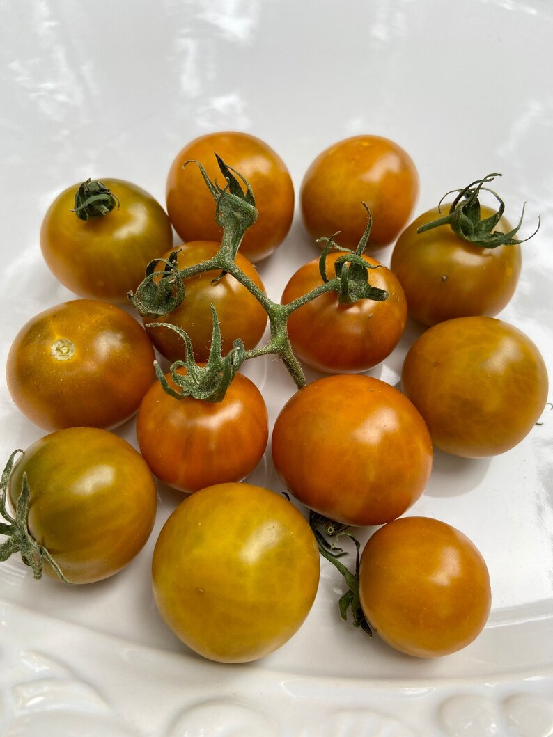Dark Orange Muscat Tomato (rare) Seeds - Etsy