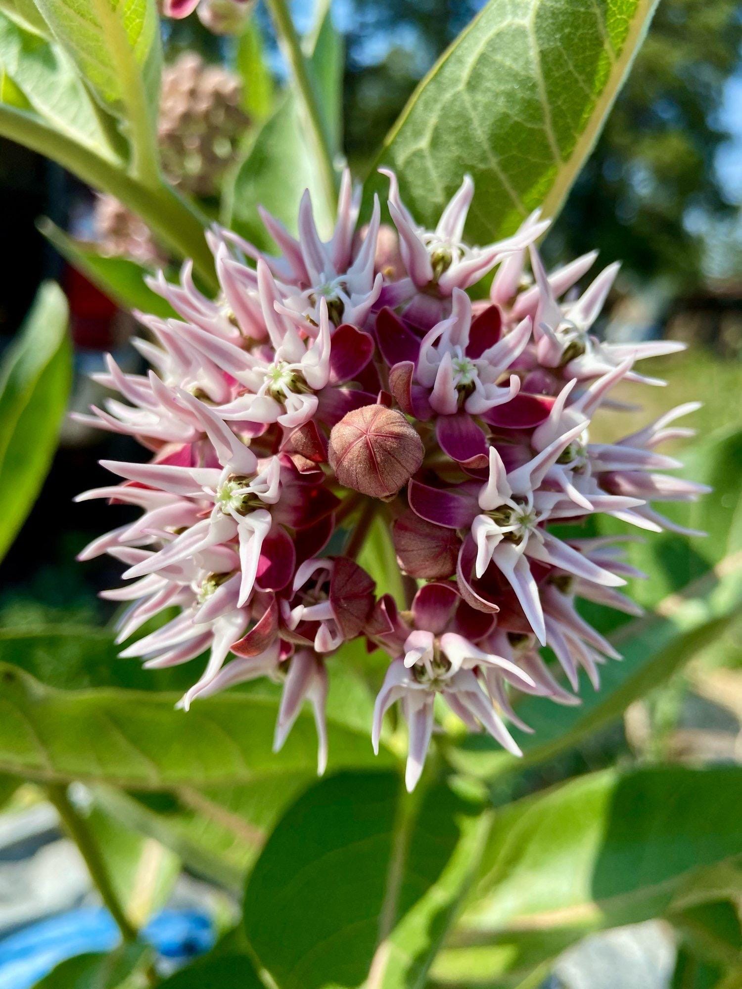 High Desert Native Flower Seed Mix - Etsy