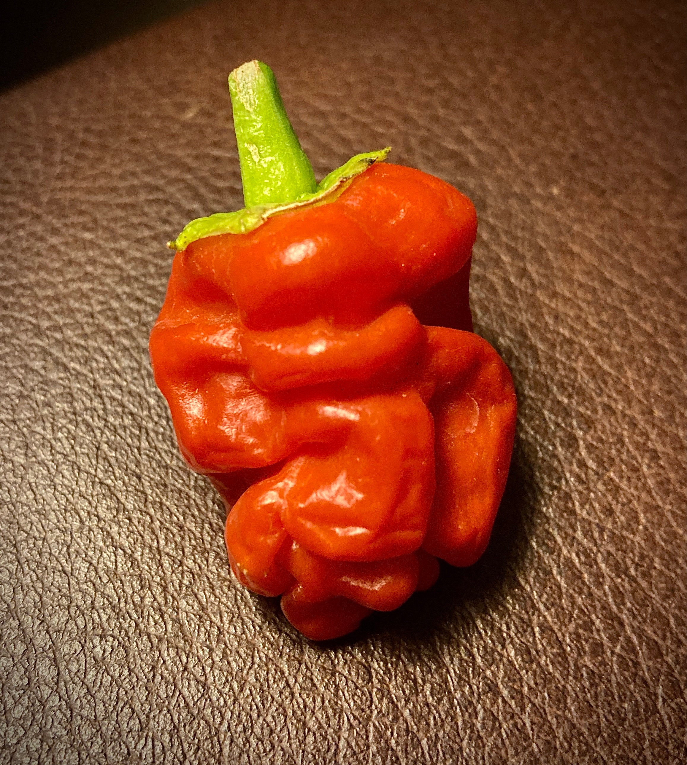 Very Rare Zou-pi or Sharpei Hot Pepper Seeds - Etsy