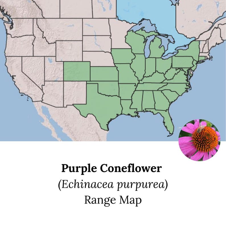 Purple Coneflower (echinacea Purpurea) Seeds - Etsy