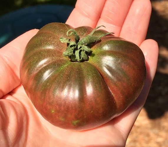 Rare Black Sea Man Tomato heirloom | Etsy