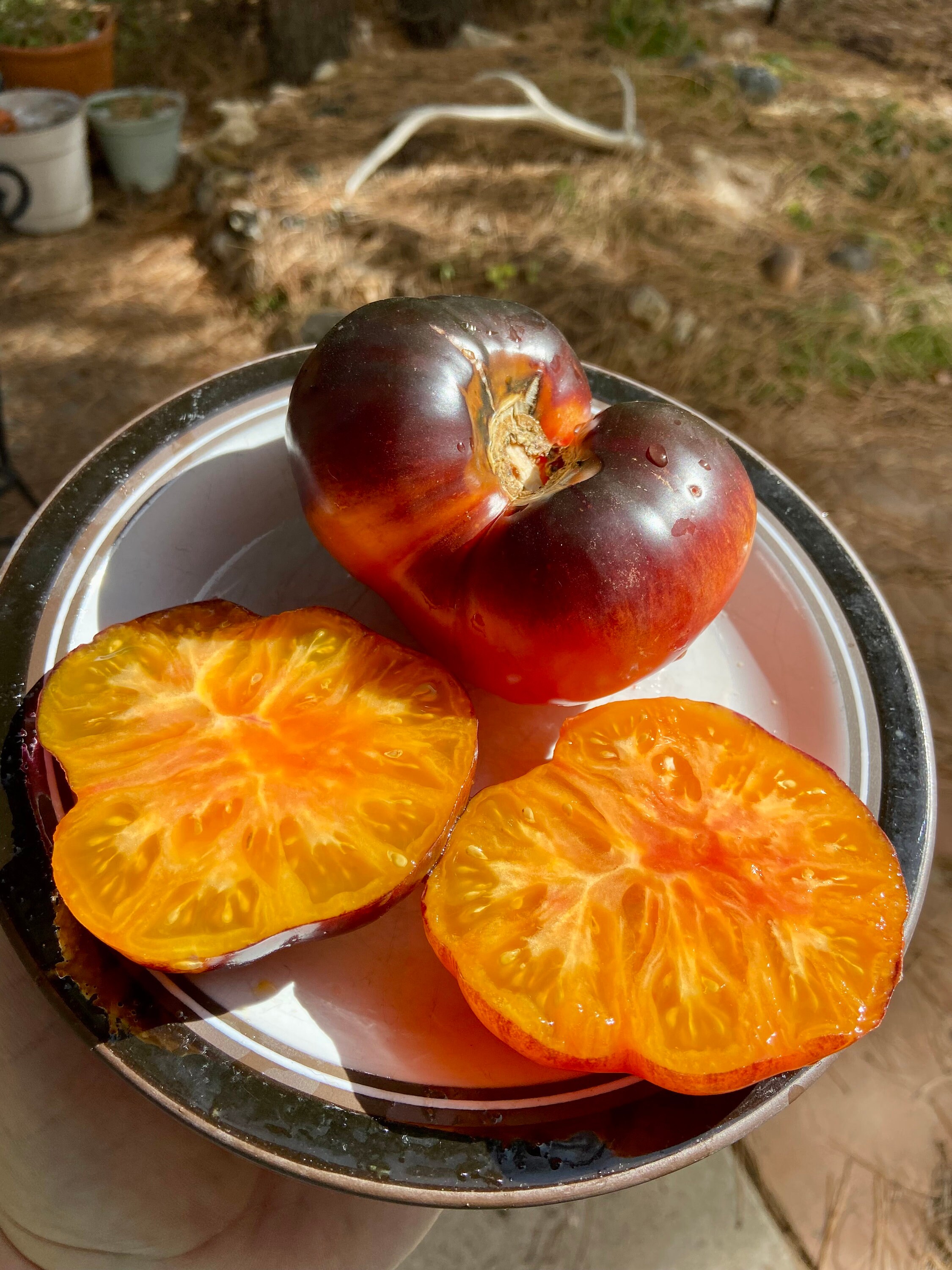 Thunder Mountain Tomato (rare) Seeds - Etsy