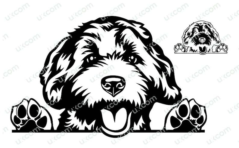 Labradoodle Goldendoodle Peeking Dog Commercial Breed Labradoodle Mom ...