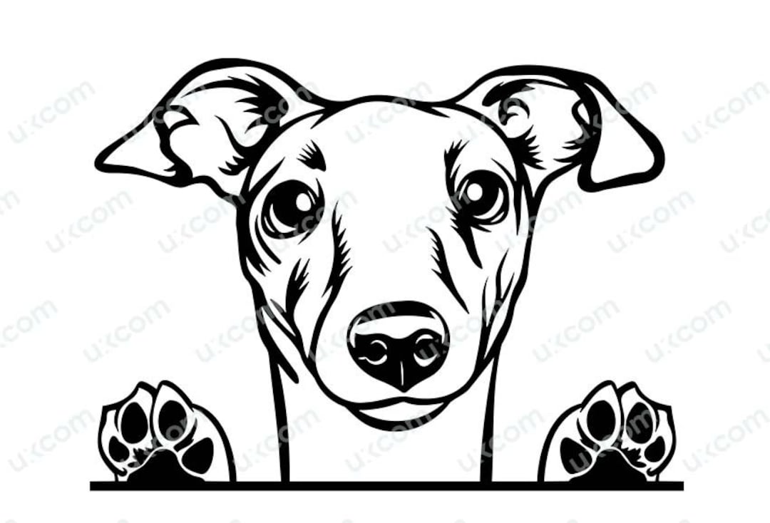 Italian Greyhound Svg Greyhound Peeking Dog Commercial Cute Greyhound ...