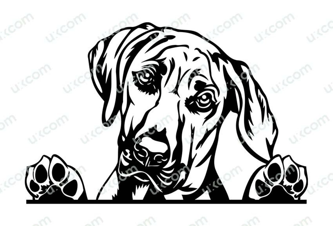 Rhodesian Ridgeback Peeking Dog Pawsbreed Pedigree Canine Pet ...