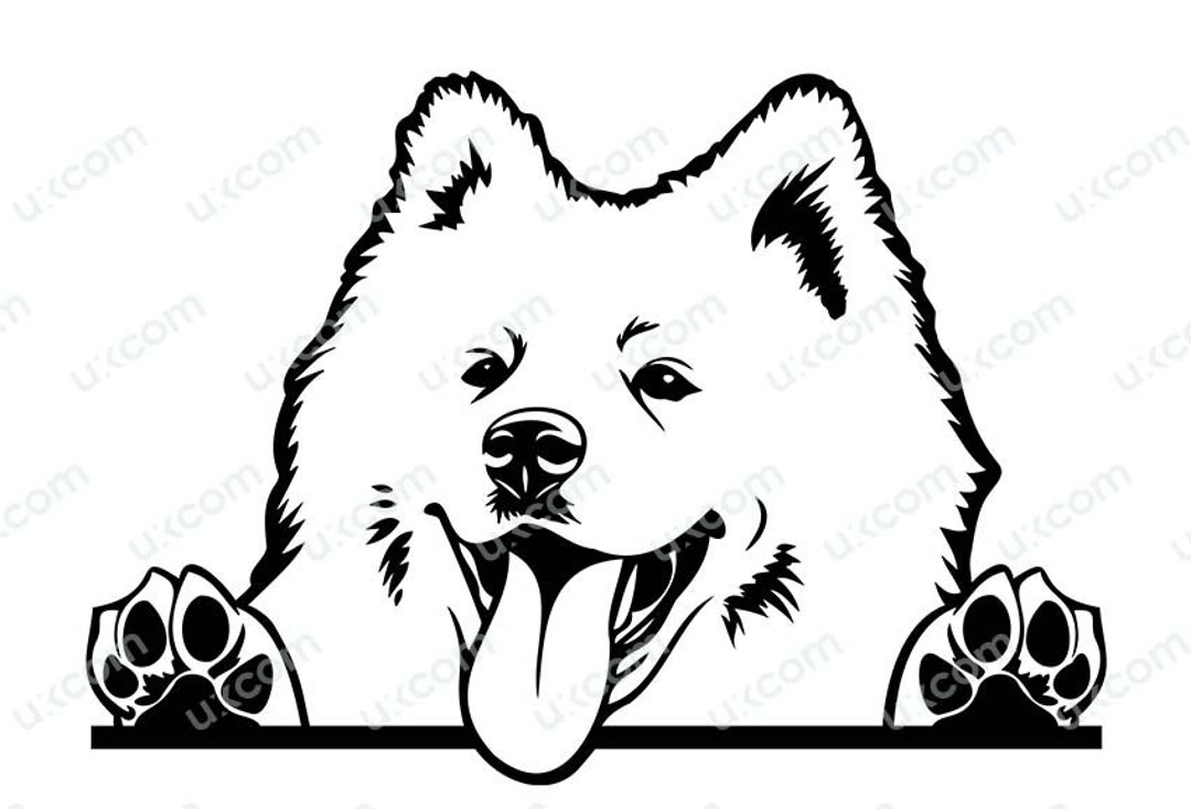 Samoyed Peeking Dog Breed Pedigree Canine Pet Commercial Animal Logo ...