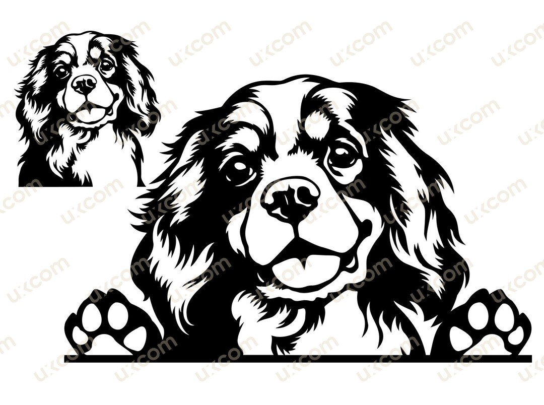Cavalier Peeking Cavalier King Charles Spaniel Commercial Dog Breed ...