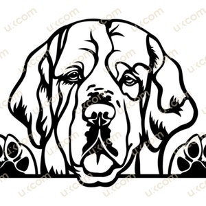 Clumber Spaniel Peeking Dog Paws Breed Pedigree Canine Spaniel Svg ...