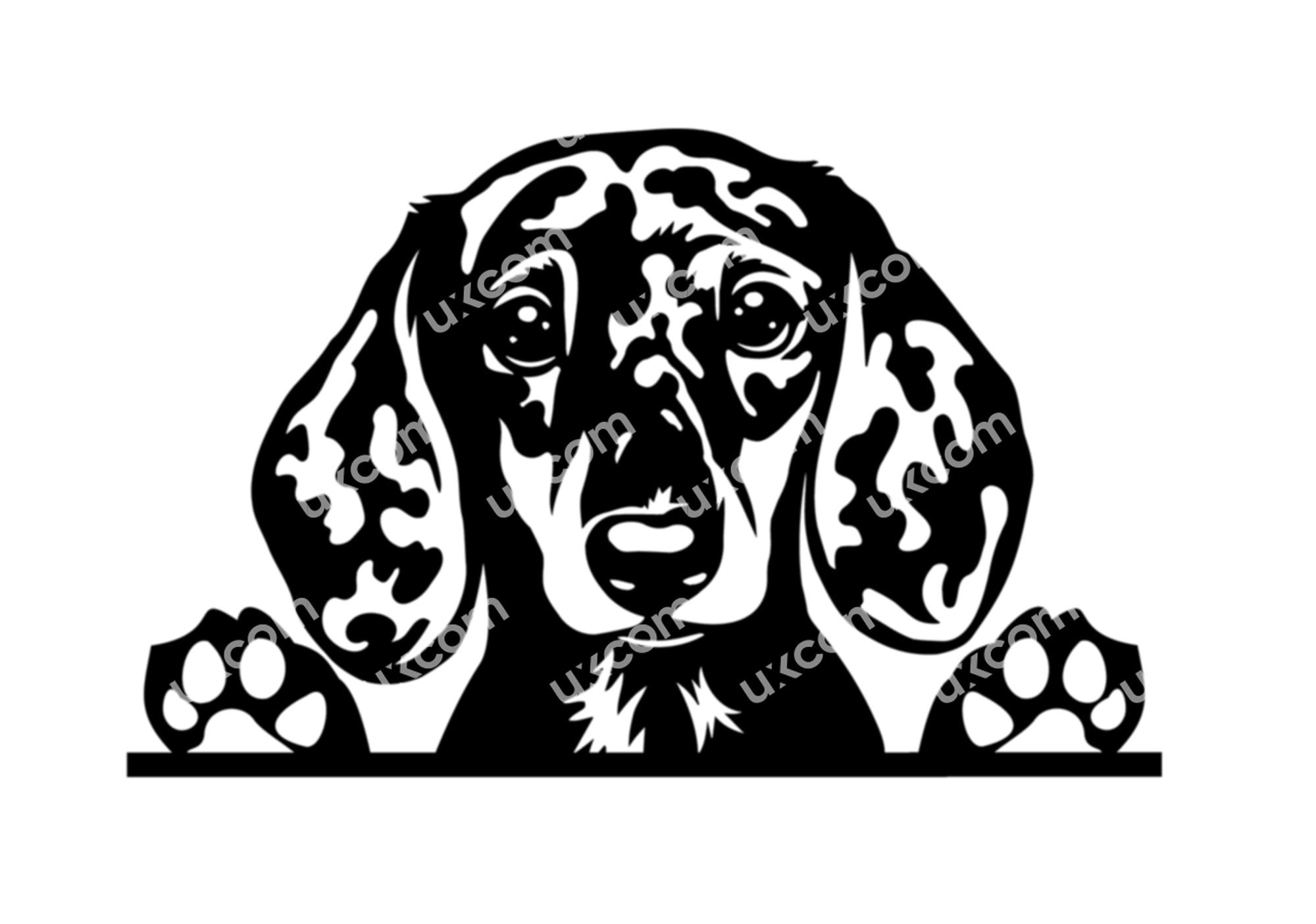 Dachshund Dappled Short Haired Peeking Doxie Dog Commercial Smiling ...
