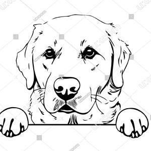 Labrador Retriever Peeking Dog Paws Labrador Retriever SVG Breed Lab ...
