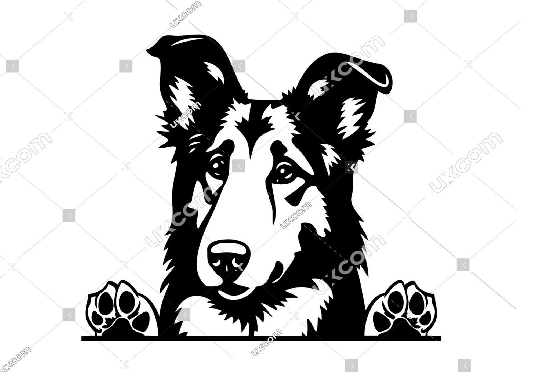 Smooth Collie Peeking Dog Commercial Breed Pedigree Canine Pet Hound ...