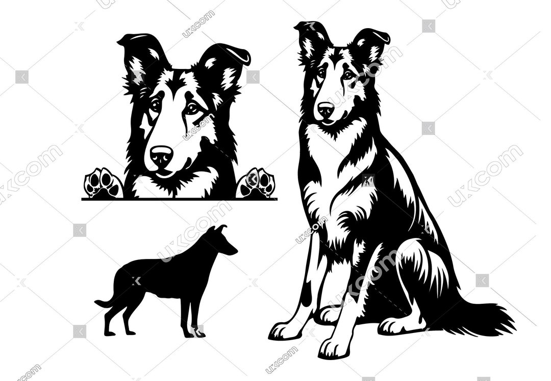 Smooth Collie Peeking Dog 3 Set Bundle Breed Pedigree Caninelogo SVG ...