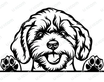 Cavachon Decal - Etsy