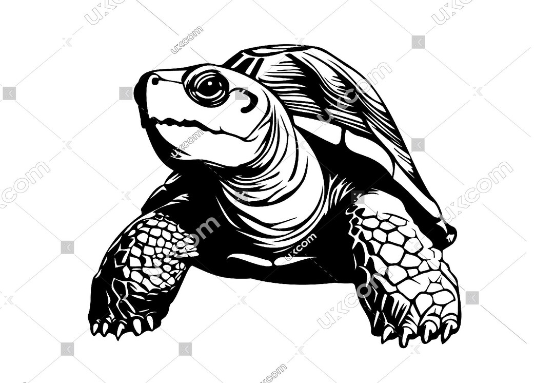 Tortoise Svg Steppe Tortoise Suspicious Clipart Turtle Cut File ...