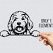 Goldendoodle Peeking Goldendoodle Svg Labradoodle Svg Commercial Doodle ...
