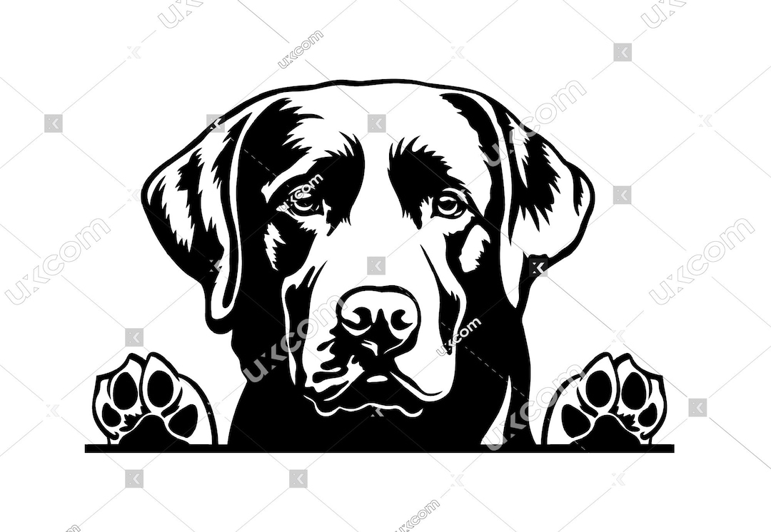 Labrador retriever mirando las patas del perro Labrador retriever SVG ...