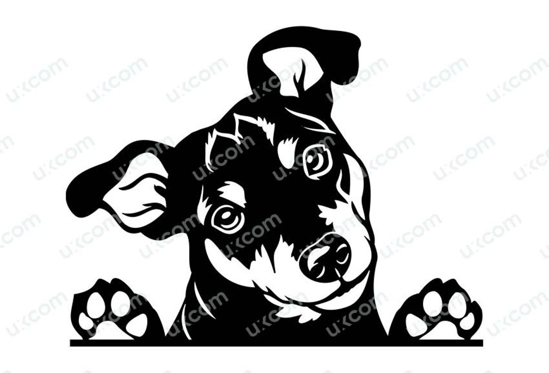Mini Pinscher Peeking Dog Mini Pin Svg Commercial Breed Canine ...