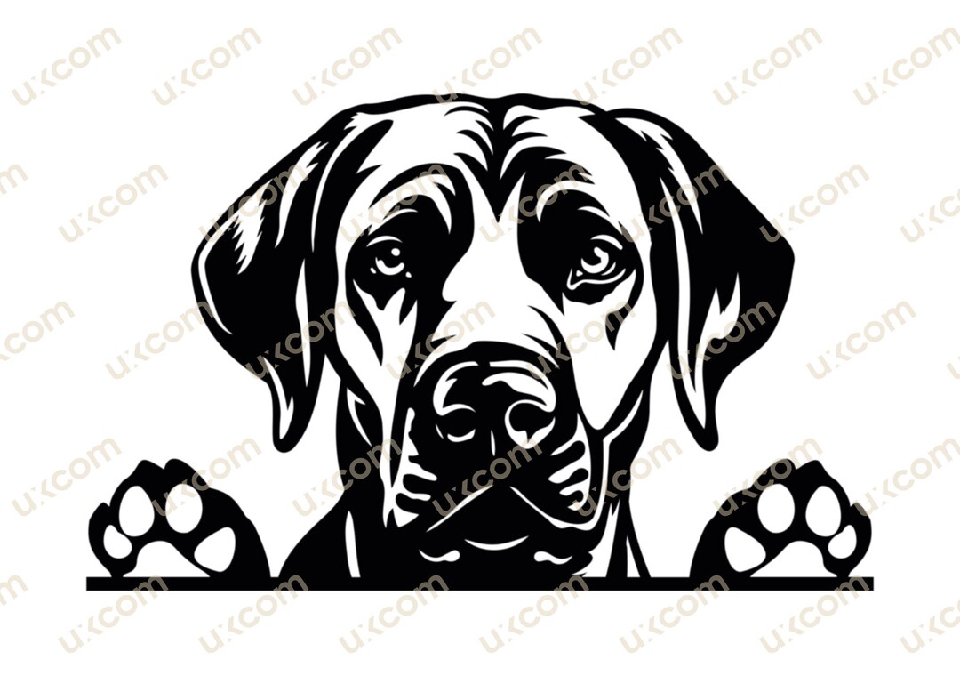 Rhodesian Ridgeback Peeking Dog Pawsbreed Pedigree Canine Pet ...