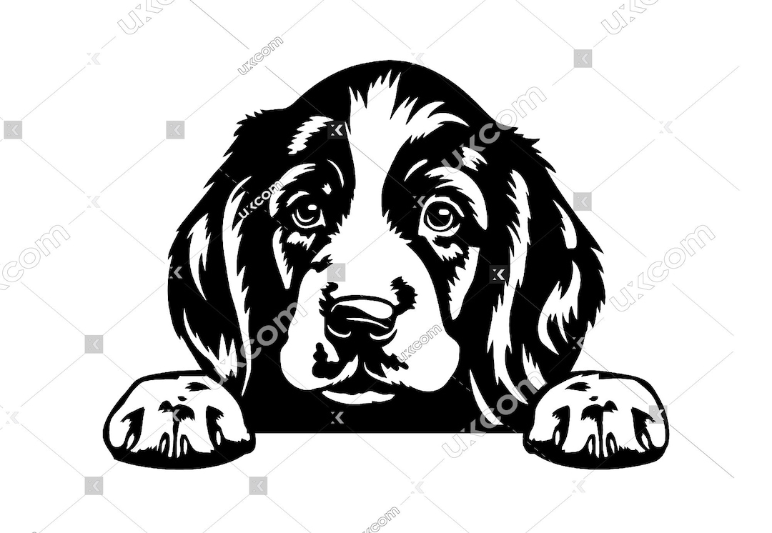 English Springer Spaniel Peeking Dog Breed Pedigree Canine Springer Svg ...