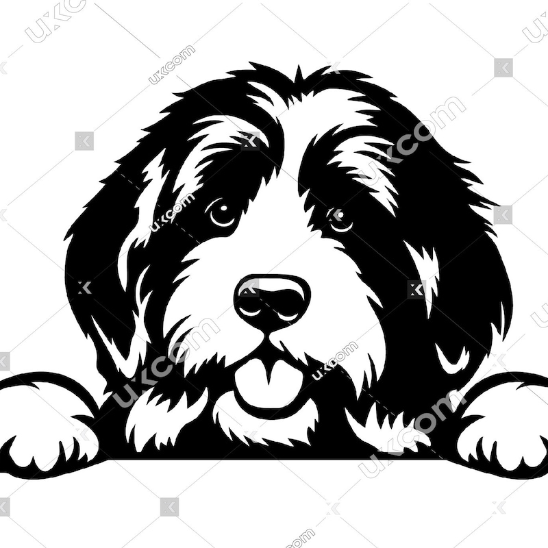 Bernedoodle - Etsy