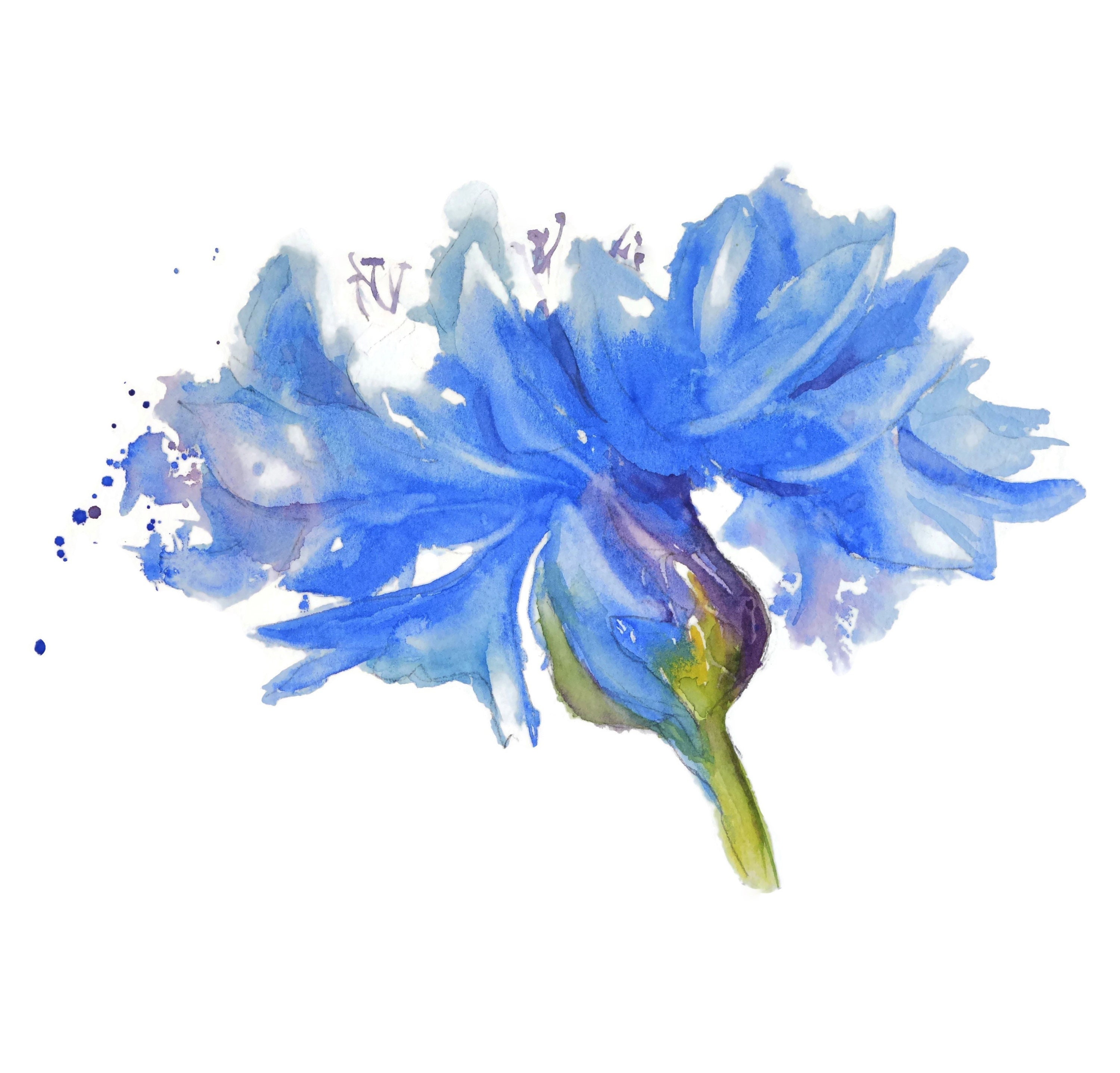 Single Large Flower, Unique Gift for Her, Blue Floral Art Watercolor ...