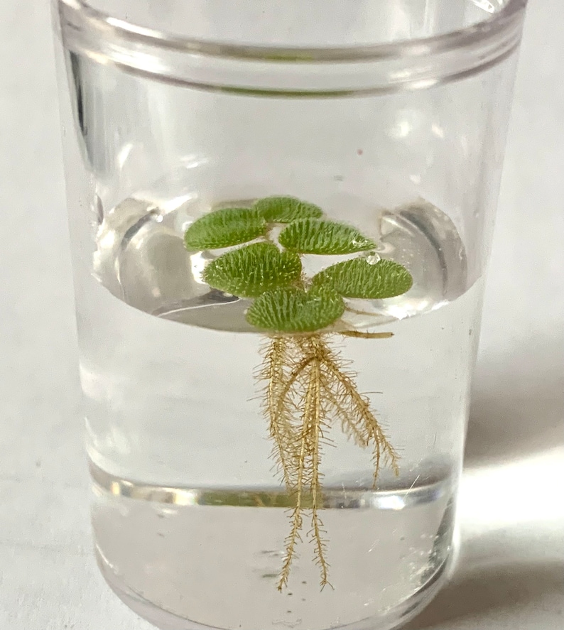 Special Offer Water Spangles / Salvinia Minima Vibrant Live Plant for ...