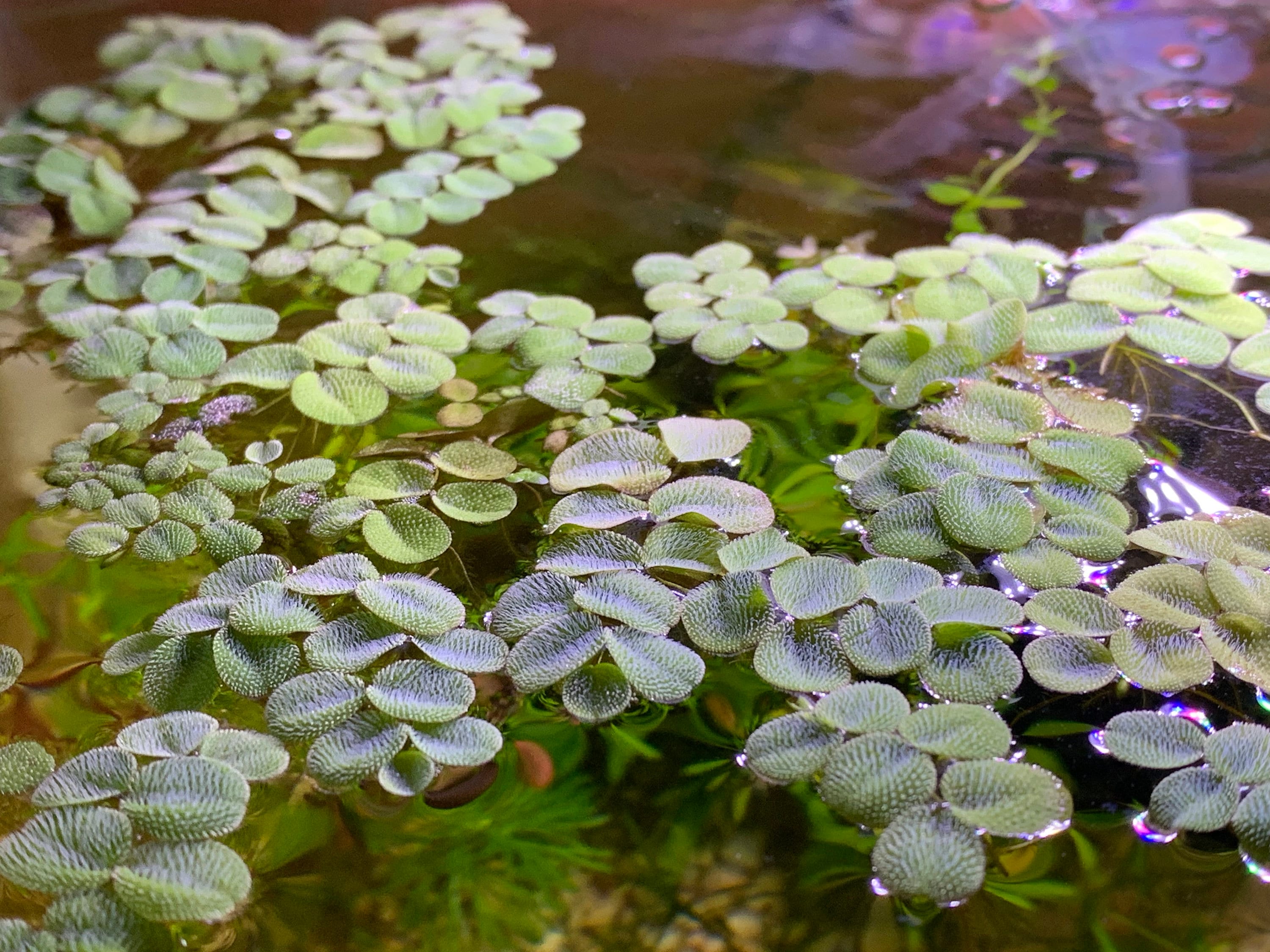 Special Offer Water Spangles / Salvinia Minima Vibrant Live Plant for ...