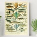 Adolphe Millot Prints to Download Vintage Sea Animals Poster Adolphe ...