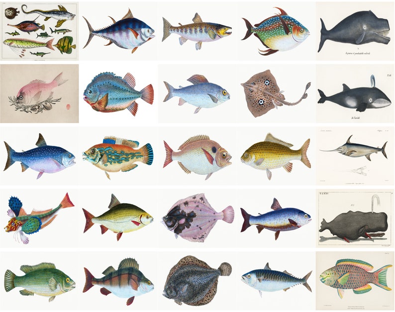 Fish Illustration Set of 100 Fish Printable Fish - Etsy