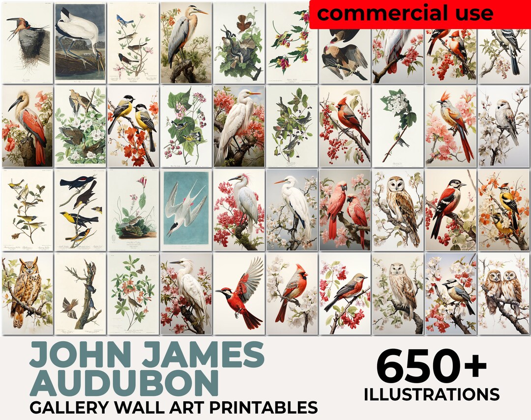 John Audubon Gallery Wall Art Mega Bundle, Brids Poster, Museum ...