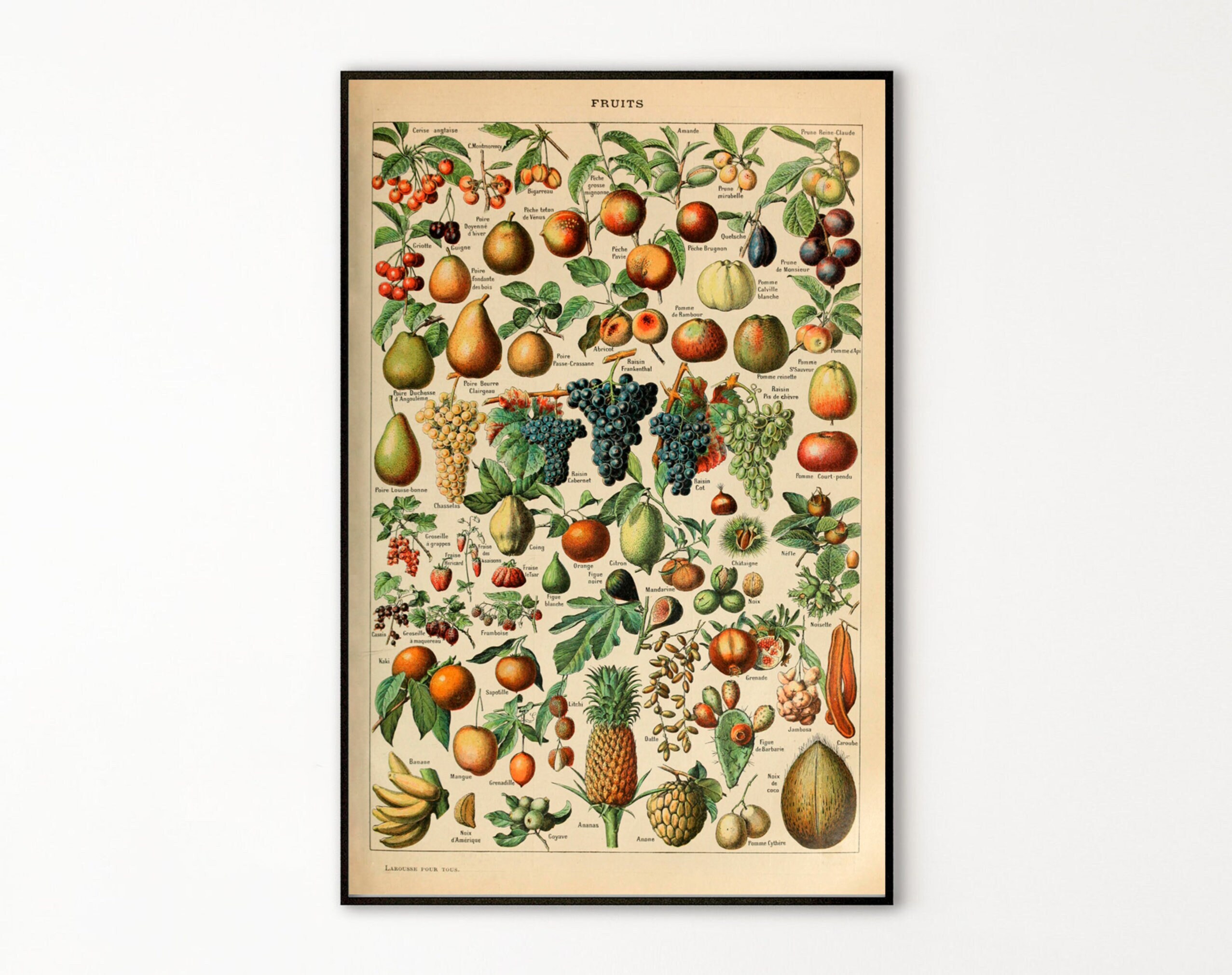 Adolphe Millot Prints to Download Vintage Fruits Poster - Etsy