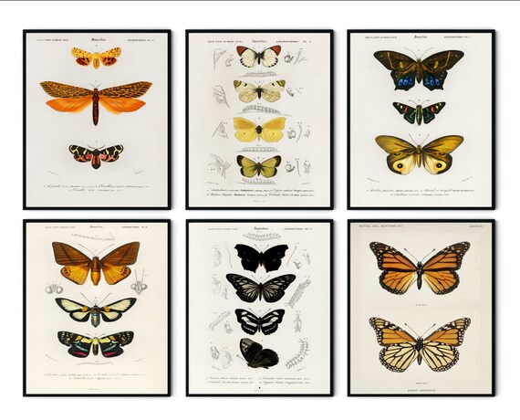 Butterfly Poster Set of 6 Butterfly Poster Digital - Etsy