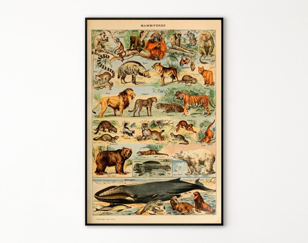 Adolphe Millot Prints to Download - Vintage Mammals Poster - Adolphe ...