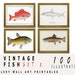 Fish Illustration Set of 100 Fish Printable Fish - Etsy