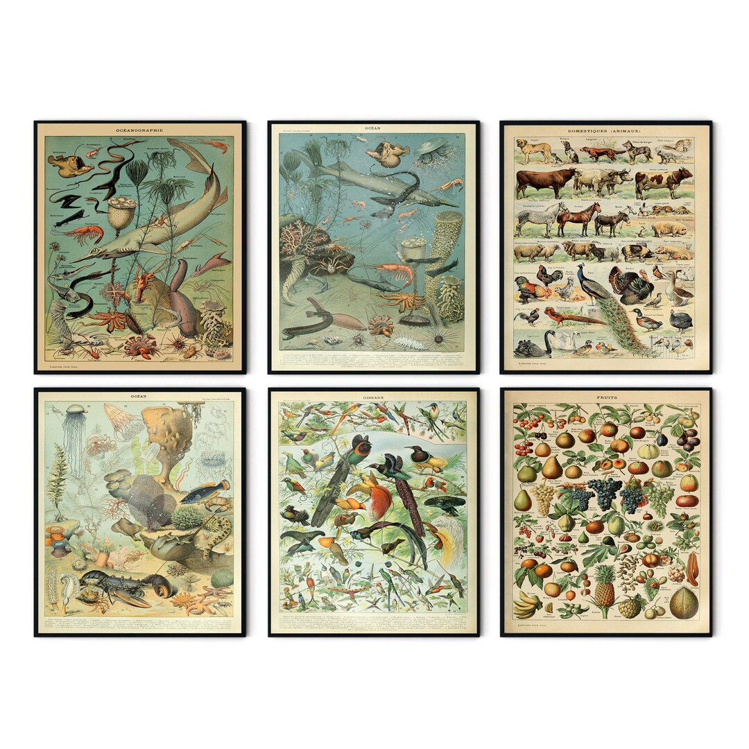 Millot Poster, Adolphe Millot Print, Adolphe Millot Flower Art ...