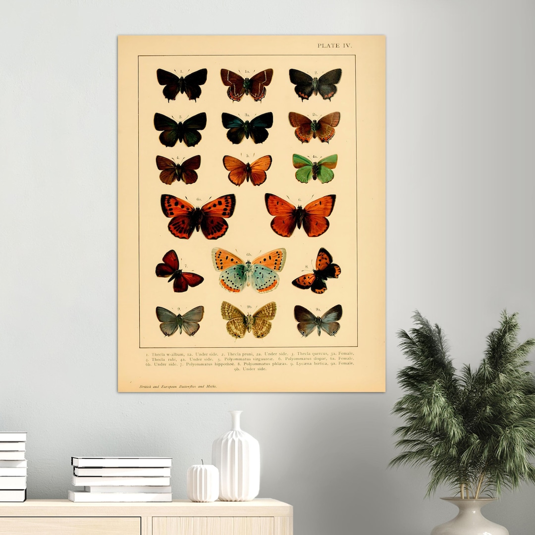 Butterfly Poster, Butterfly Print, Vintage Butterfly Print, Butterfly ...