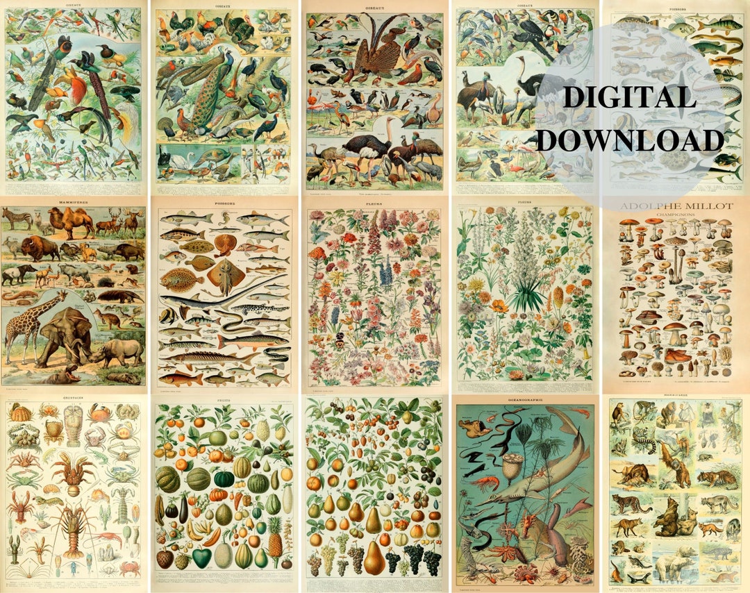 Adolphe Millot Set of 15, Adolphe Millot, Adolphe Millot Prints ...