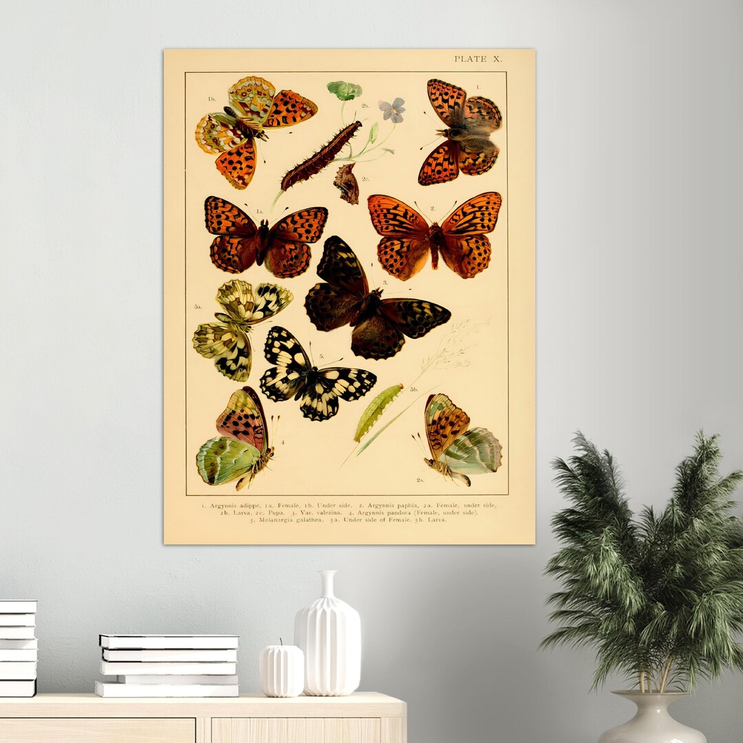 Butterfly Poster, Butterfly Print, Vintage Butterfly Print, Butterfly ...