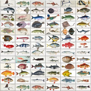 Fish Illustration Set of 100 Frame TV Art, Fish Print Illustration ...