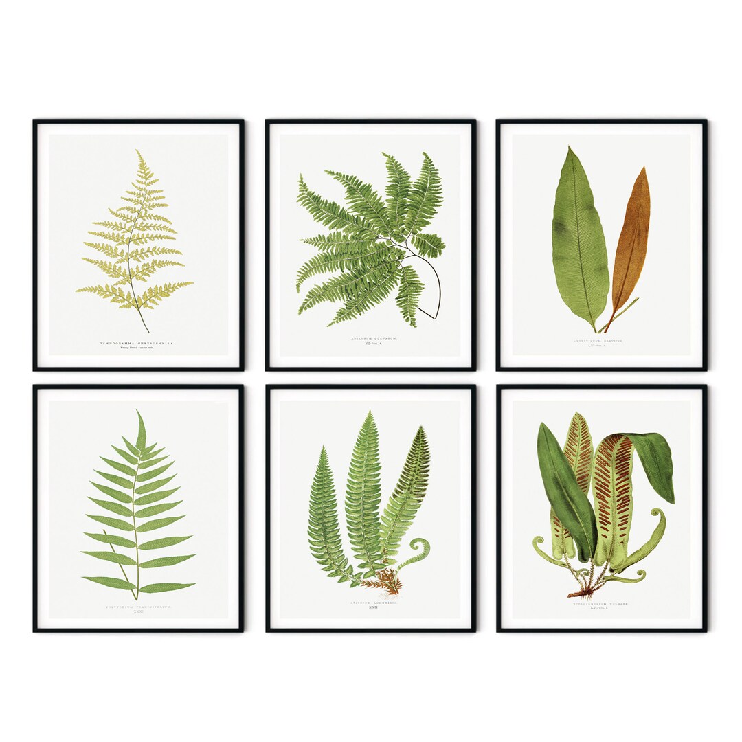 Set of 6 Botanical Fern - Fern Print Digital Download - Botanical Fern ...