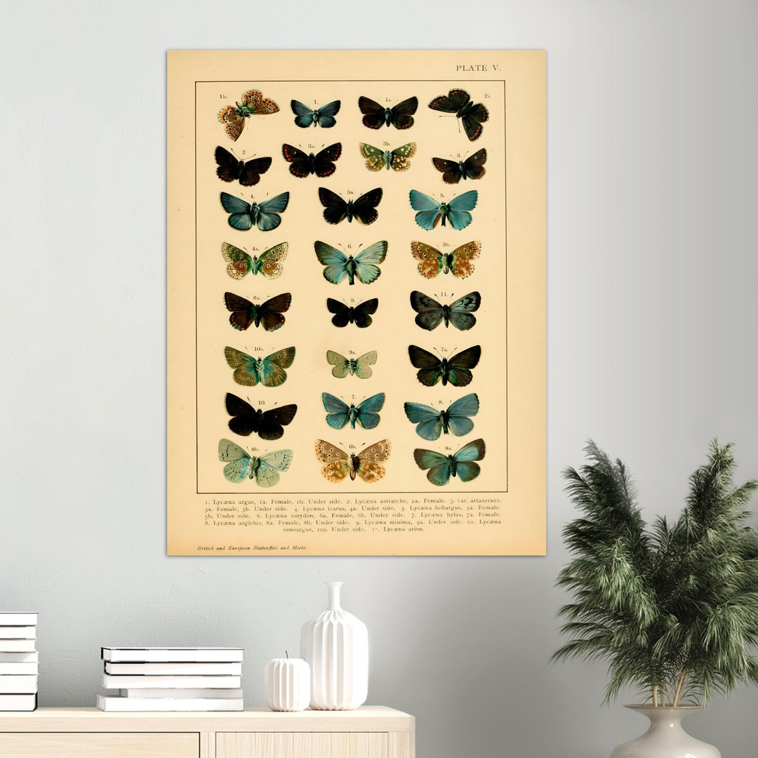 Butterfly Poster, Butterfly Print, Vintage Butterfly Print, Butterfly ...