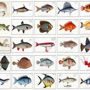 Fish Illustration Set of 100, Fish Printable, Fish Illustration Fish ...