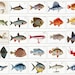 Fish Illustration Set of 100, Fish Printable, Fish Illustration Fish ...