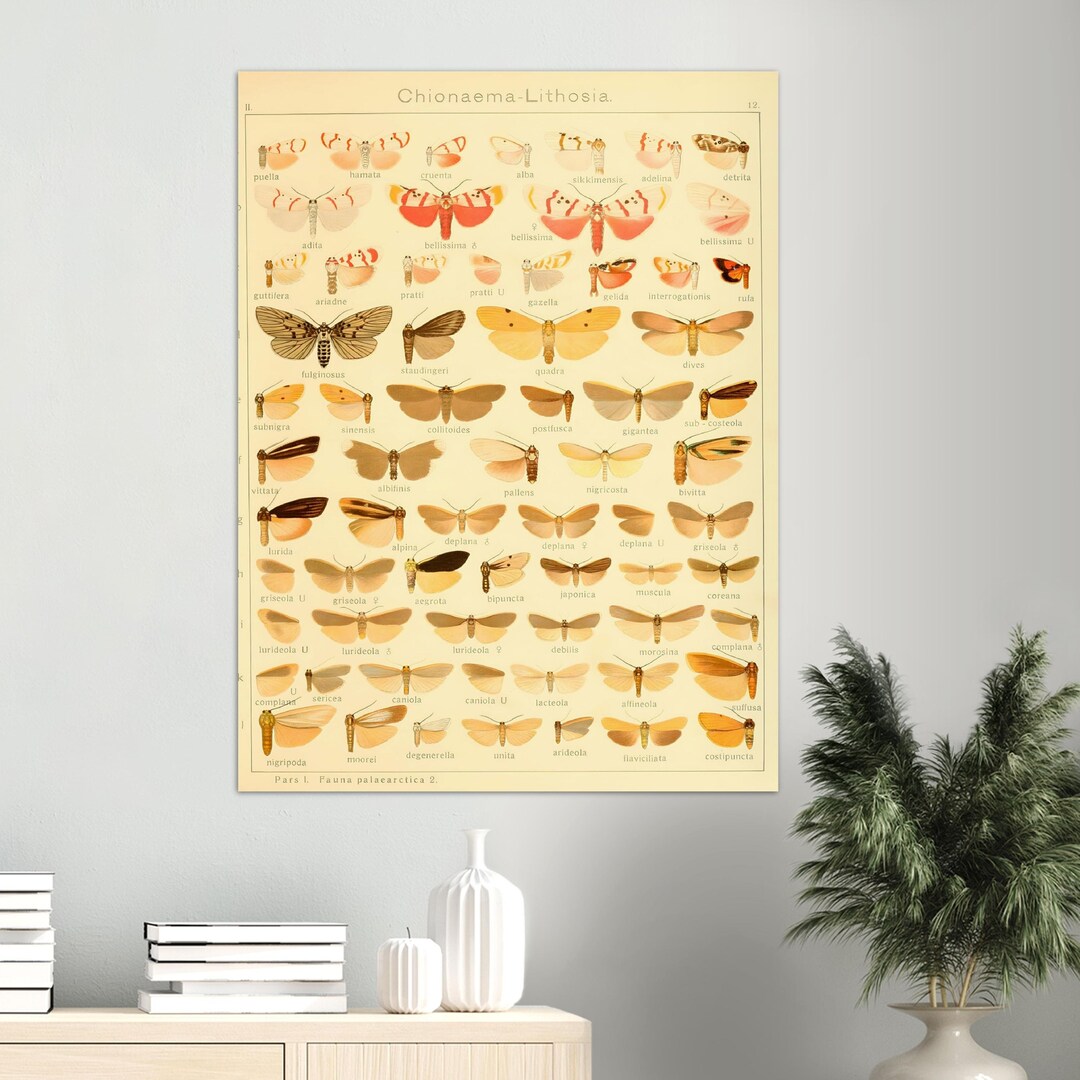Butterfly Poster, Butterfly Print, Vintage Butterfly Print, Butterfly ...