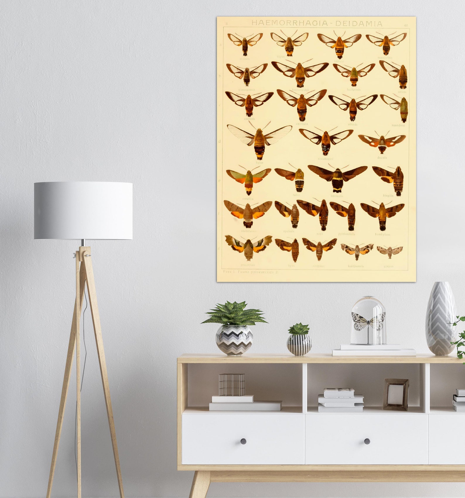 Butterfly Poster Butterfly Print Vintage Butterfly Print - Etsy