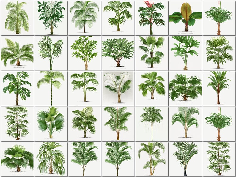 Botanical Printable Set of 33 : Botanical Art and Floral - Etsy