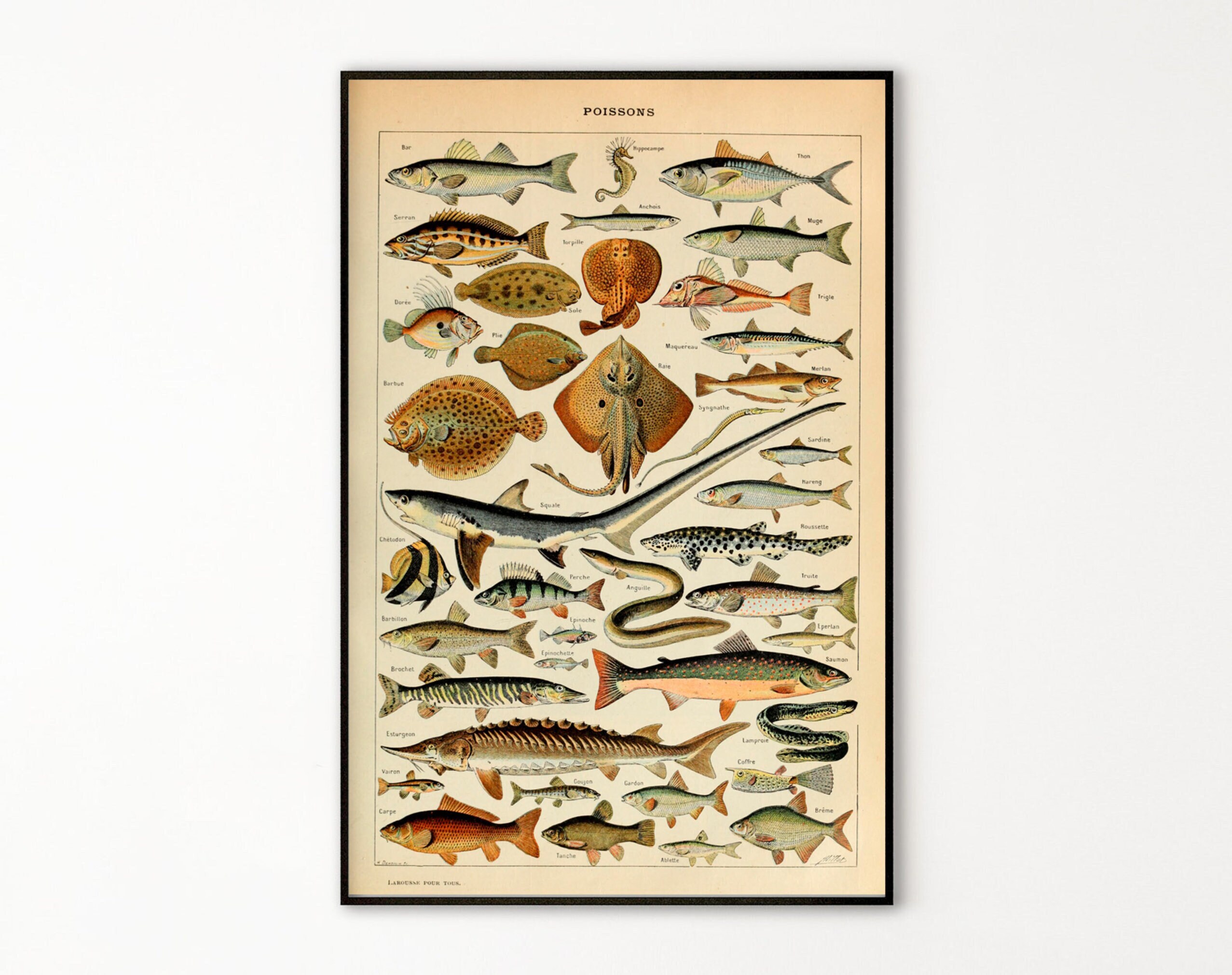Adolphe Millot Prints to Download Vintage Fish Poster - Etsy