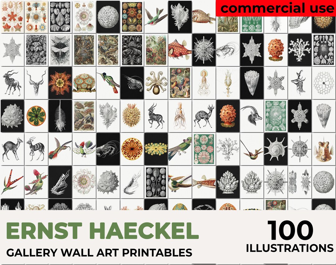 Ernst Haeckel Poster, Haeckel Art Print, Haeckel Wall Art, Seaside ...